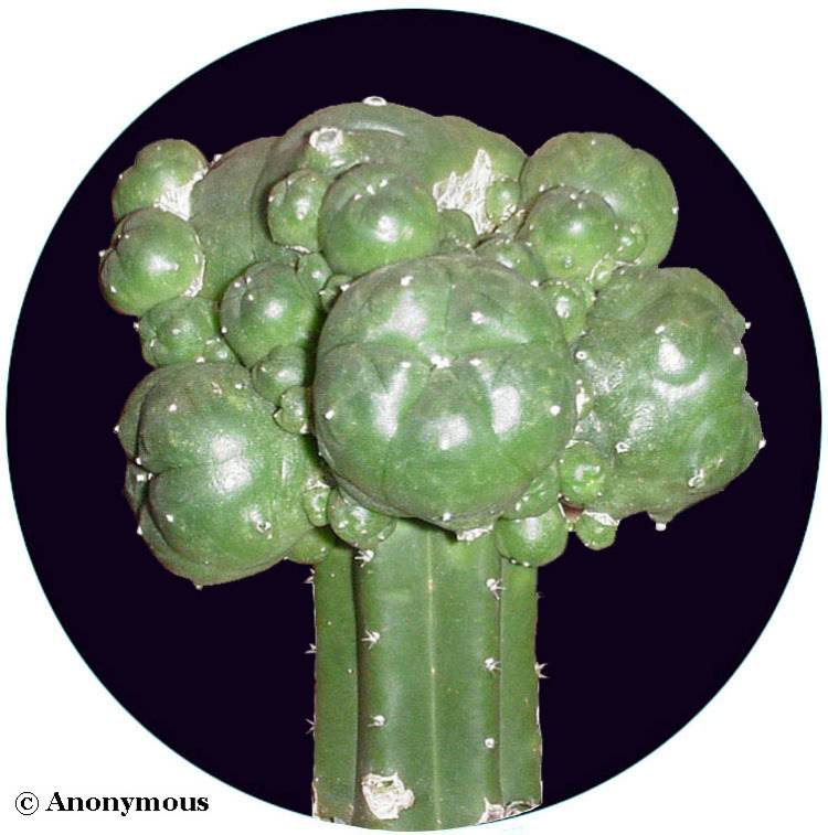 caespitose – Trout's Notes