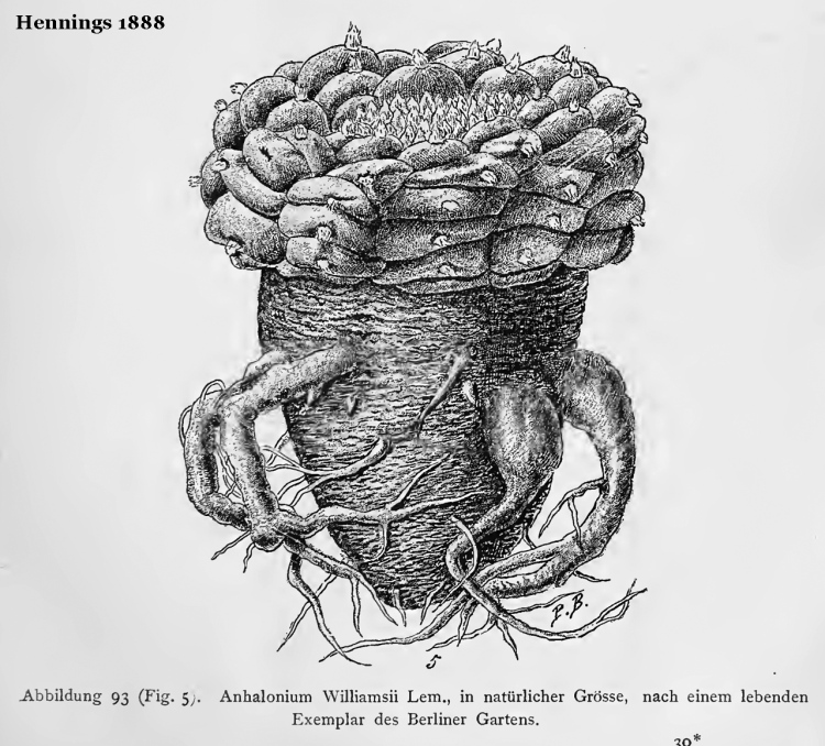 Lophophora lewinii – Trout's Notes