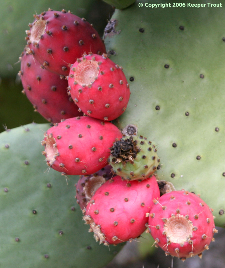 The Opuntias – Trout's Notes
