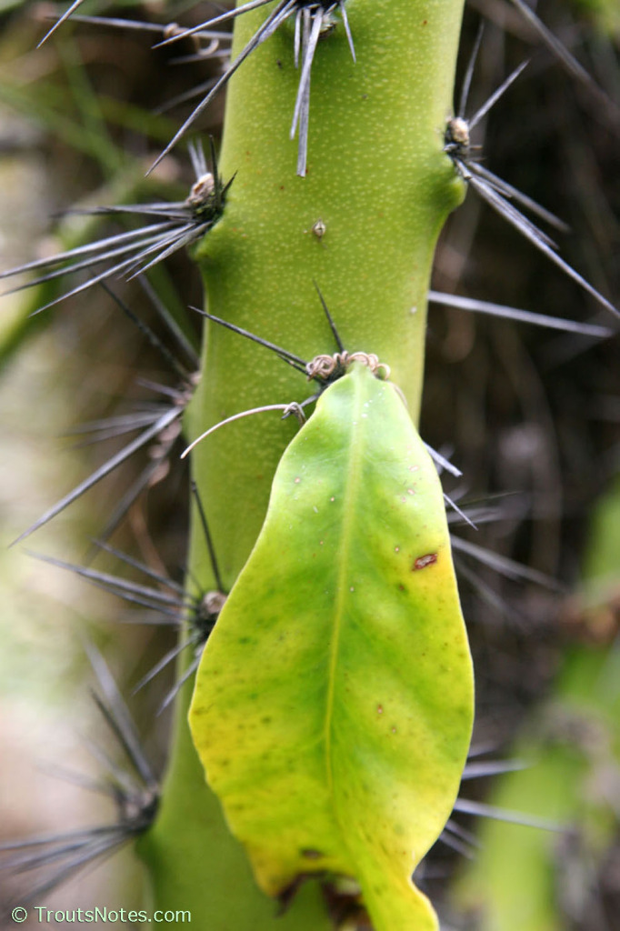 Pereskia – Trout's Notes