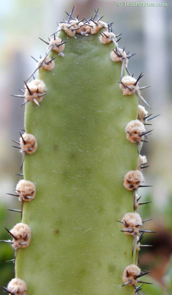 Pterocereus – Trout's Notes