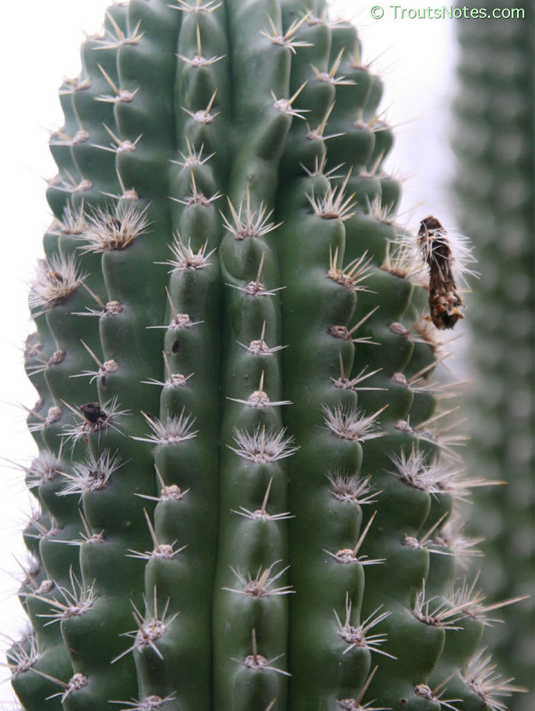 Stenocereus – Trout's Notes