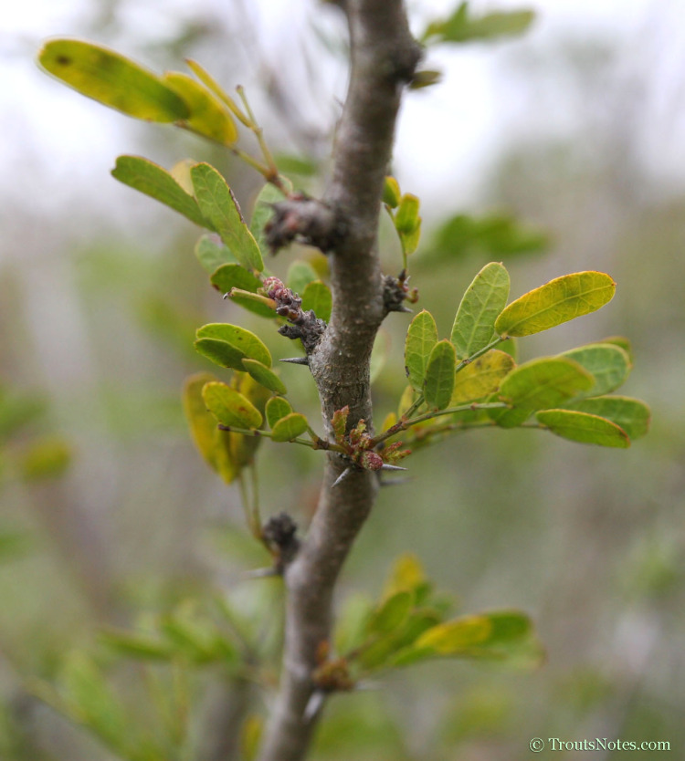 Acacia rigidula – Trout's Notes