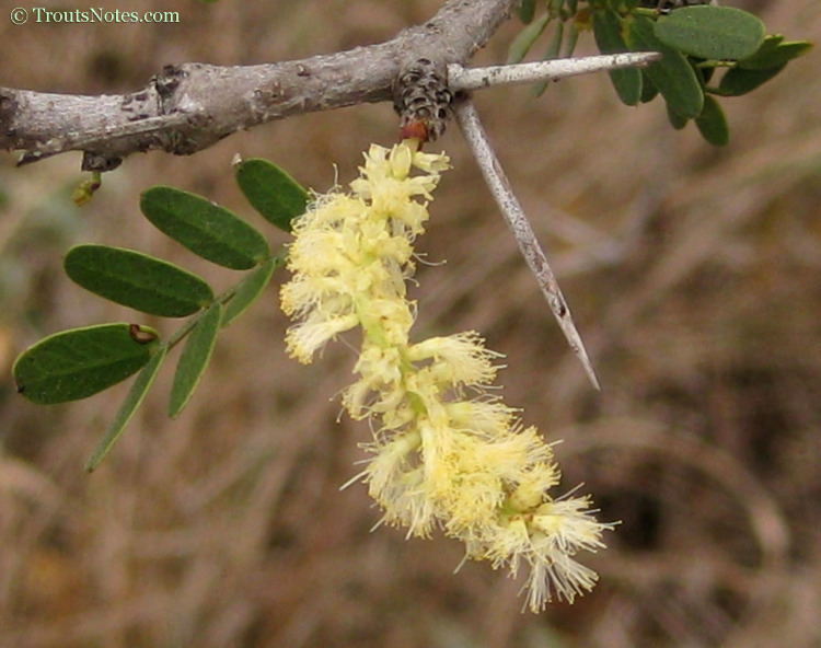 Acacia rigidula – Trout's Notes